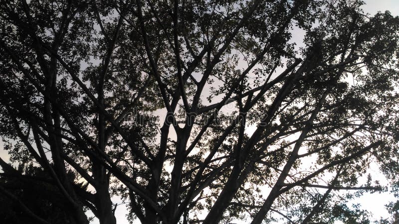 Black Branches Tree on Building at Evening Sky Stock Image - Image of ...