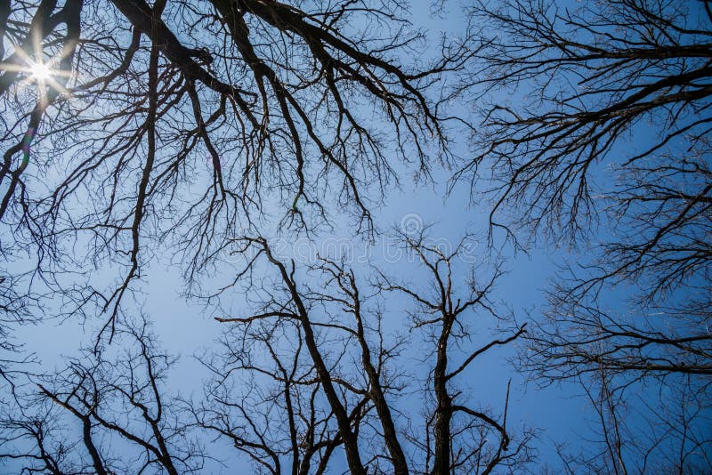 Black Branches of Trees Against a Blue Sky Stock Photo - Image of ...