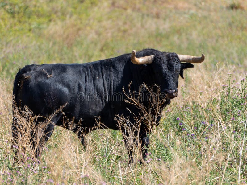 A Black Brave Bull Standing in a Field Grazing in the Pasture Stock ...