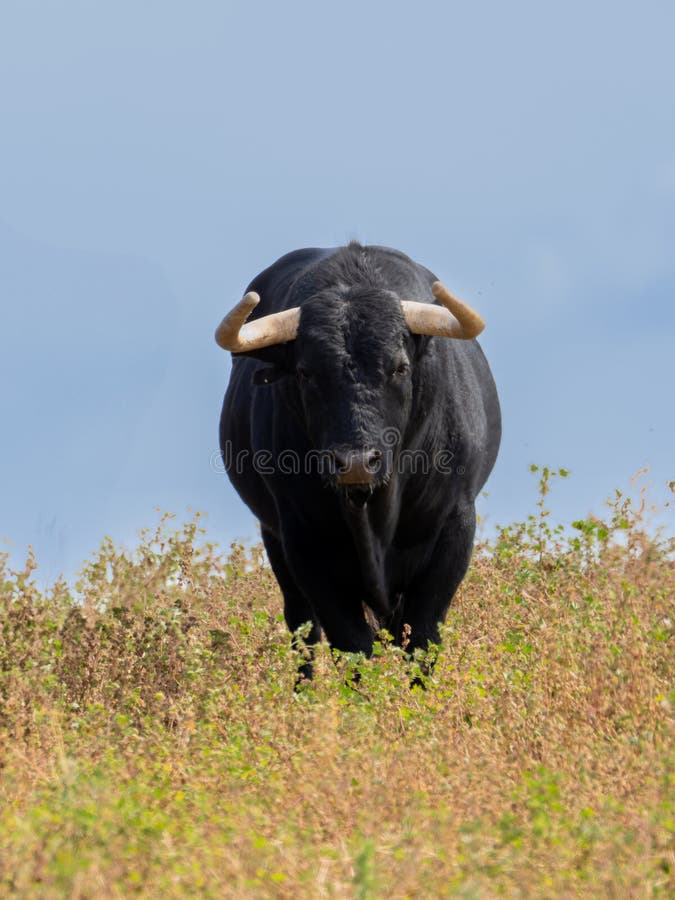 A Black Brave Bull Standing Head-on in a Field Grazing in the Pasture ...