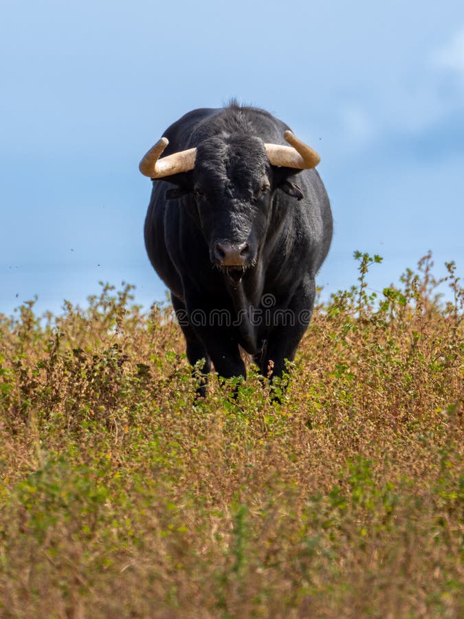 A Black Brave Bull Standing Head-on in a Field Grazing in the Pasture ...