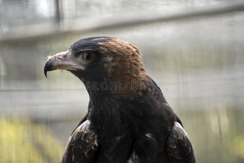 The Black Breasted Buzzard is a Brown and Black Raptor Stock Image ...