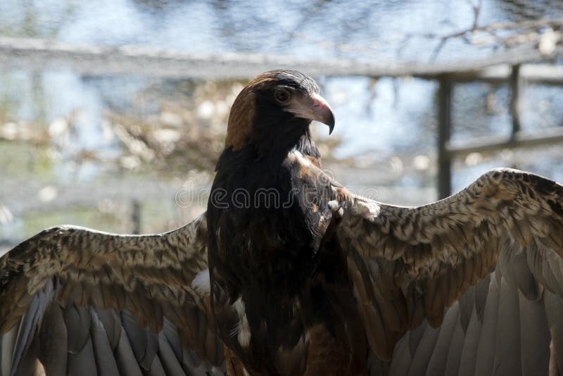 Black breasted buzzard stock photo. Image of sunning - 101313398