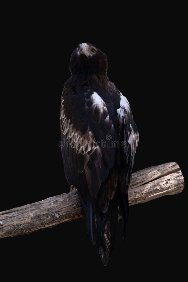 The Black Breasted Buzzard is Perched on a Branch Stock Photo - Image ...