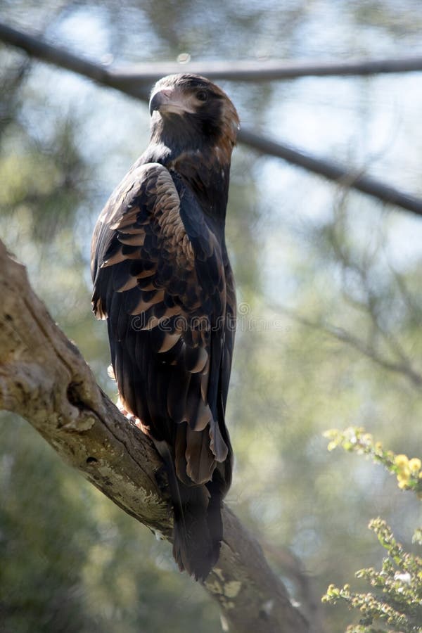 The Black Breasted Buzzard is Perched in a Tree Stock Image - Image of ...