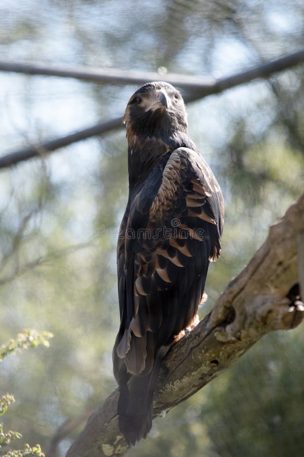 The Black Breasted Buzzard is Perched in a Tree Stock Image - Image of ...