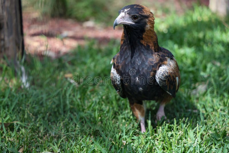 The Black Breasted Buzzard is Predator in Nature at Australia Stock ...