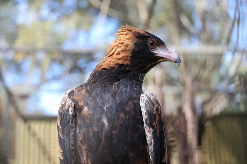 The Black Breasted Buzzard is Predator in Nature at Australia Stock ...