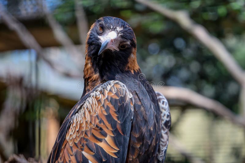 The Black Breasted Buzzard is Predator in Nature at Australia Stock ...