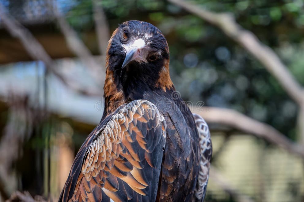 The Black Breasted Buzzard is Predator in Nature at Australia Stock ...