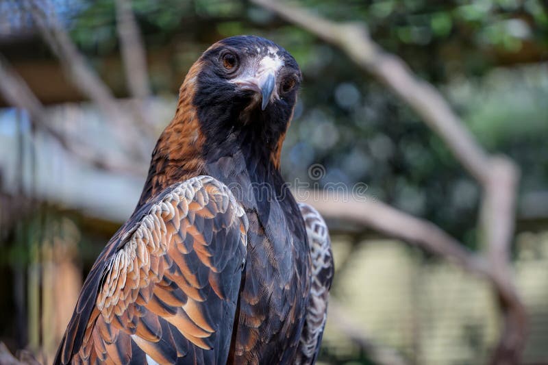 The Black Breasted Buzzard is Predator in Nature at Australia Stock ...