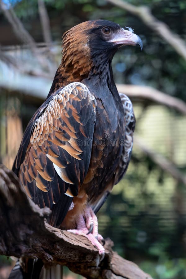 The Black Breasted Buzzard is Predator in Nature at Australia Stock ...