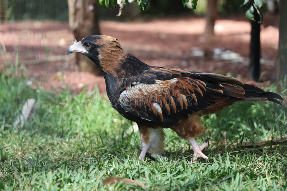 The Black Breasted Buzzard is Predator in Nature at Australia Stock ...