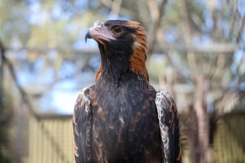 The Black Breasted Buzzard is Predator in Nature at Australia Stock ...