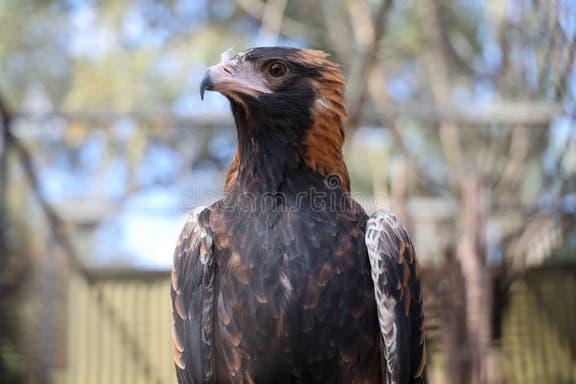 The Black Breasted Buzzard is Predator in Nature at Australia Stock ...