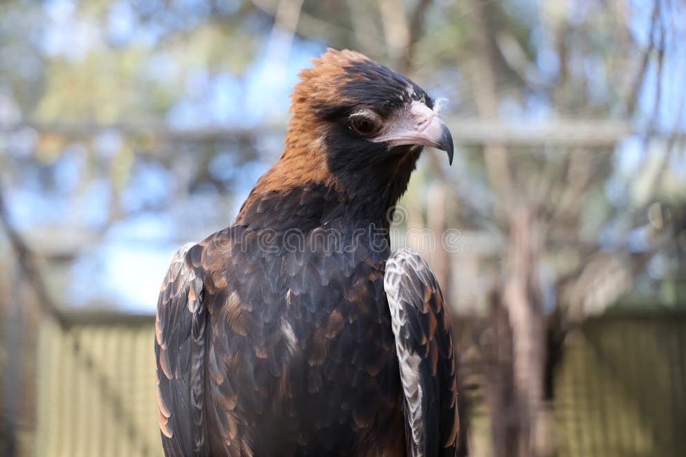 The Black Breasted Buzzard is Predator in Nature at Australia Stock ...