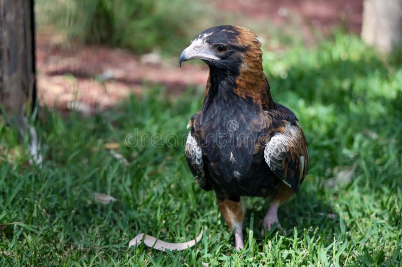 The Black Breasted Buzzard is Predator in Nature at Australia Stock ...