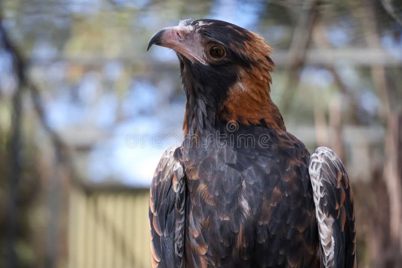 The Black Breasted Buzzard is Predator in Nature at Australia Stock ...