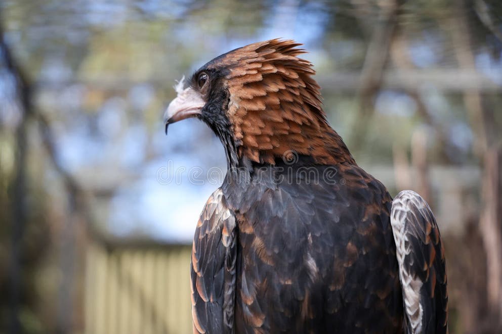 The Black Breasted Buzzard is Predator in Nature at Australia Stock ...