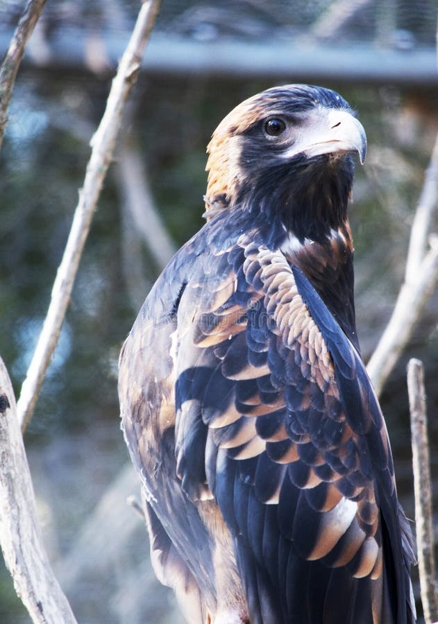 This is a Close Up of a Black Breasted Buzzard Stock Photo - Image of ...