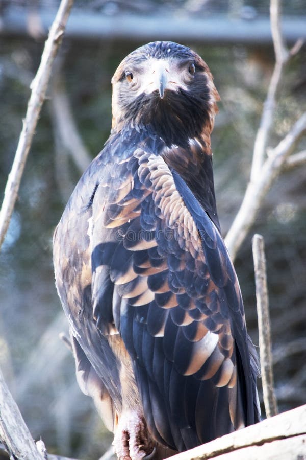 This is a Close Up of a Black Breasted Buzzard Stock Photo - Image of ...