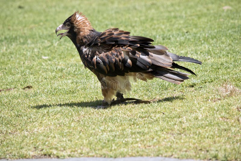 Black breasted buzzard stock photo. Image of majestic - 137156810