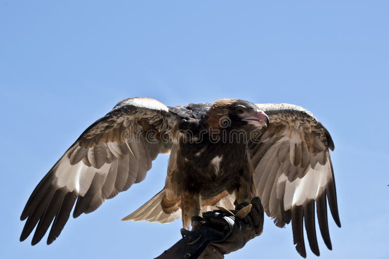 Black breasted buzzard stock image. Image of feathers - 136486459