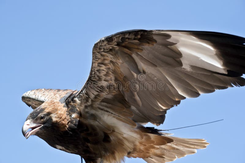 Black breasted buzzard stock image. Image of black, feathers - 135854045