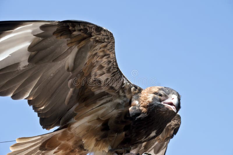 Black breasted buzzard stock image. Image of raptor - 135854091