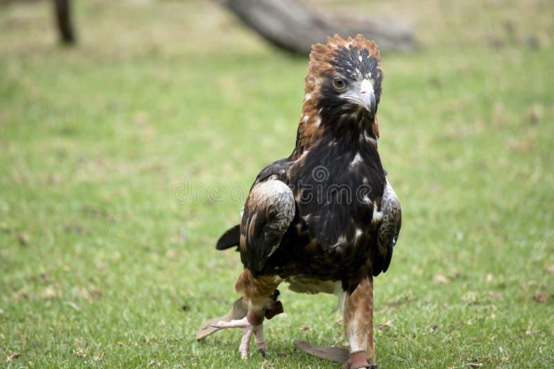 The Black Breasted Buzzard is Walking on Grass Stock Image - Image of ...
