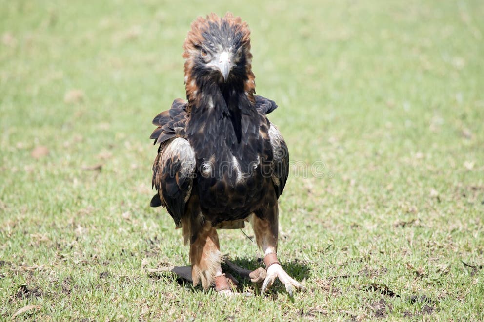 The Black Breasted Buzzard is Walking on the Grass Stock Photo - Image ...
