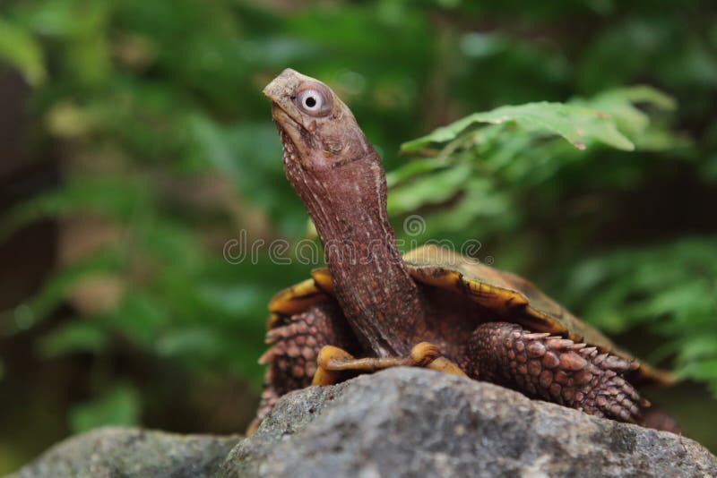 Black-breasted leaf turtle stock image. Image of reptile - 376743553