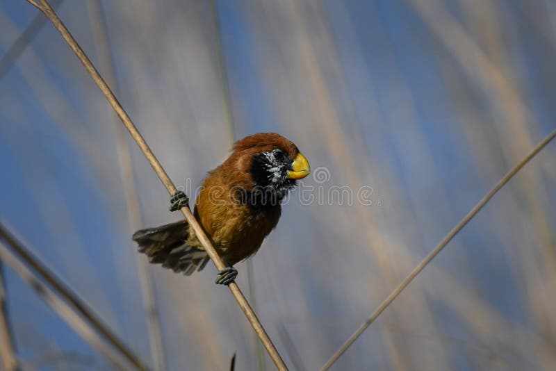 Black Breasted Parrotbill stock photo. Image of india - 256952184