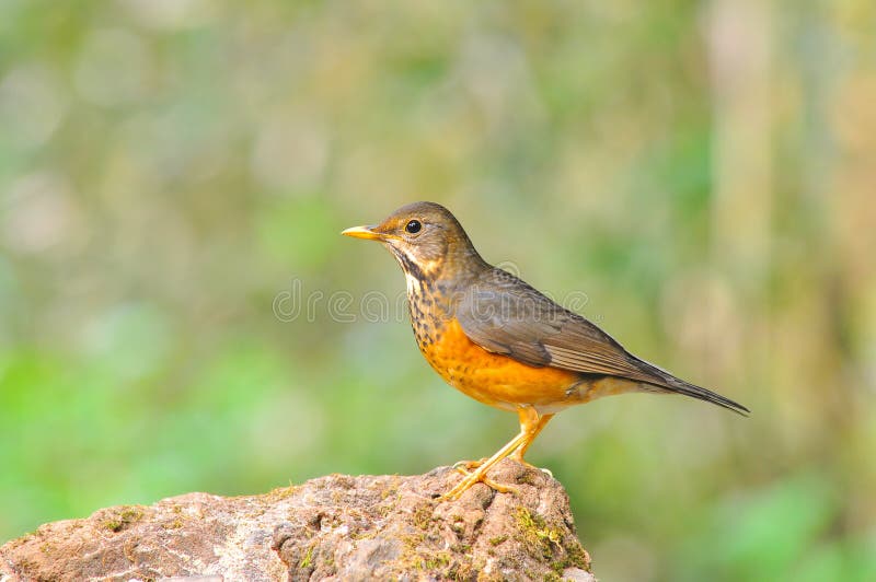 Black Thrush Bird