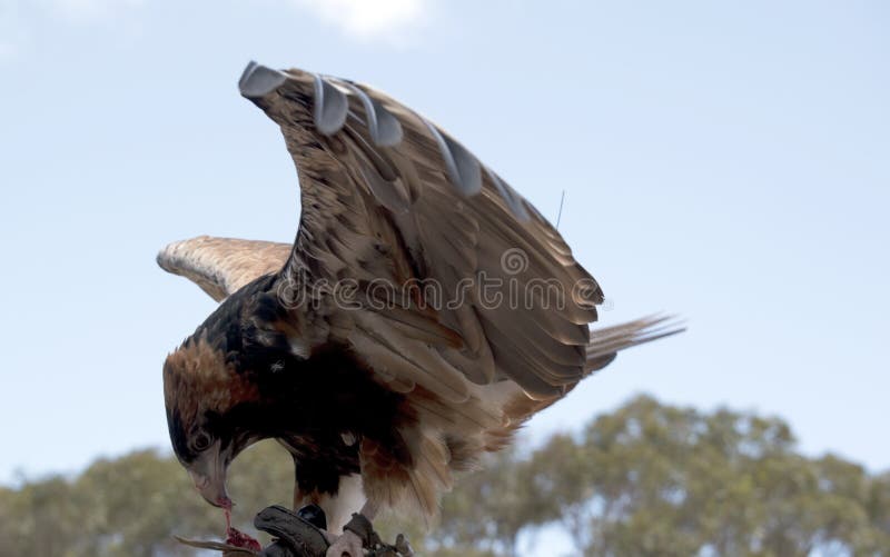 This is a Black Breated Buzzard Feeding Stock Image - Image of flapping ...