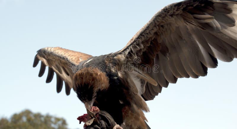 Black Breated Buzzard Feeding Stock Photos - Free & Royalty-Free Stock ...