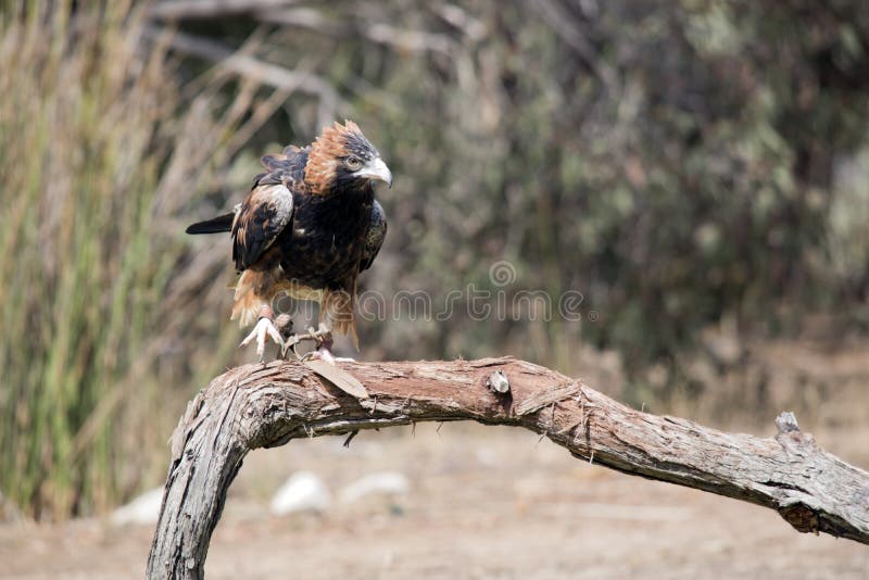 The Black Breated Buzzard is Resting on a Perch Stock Photo - Image of ...