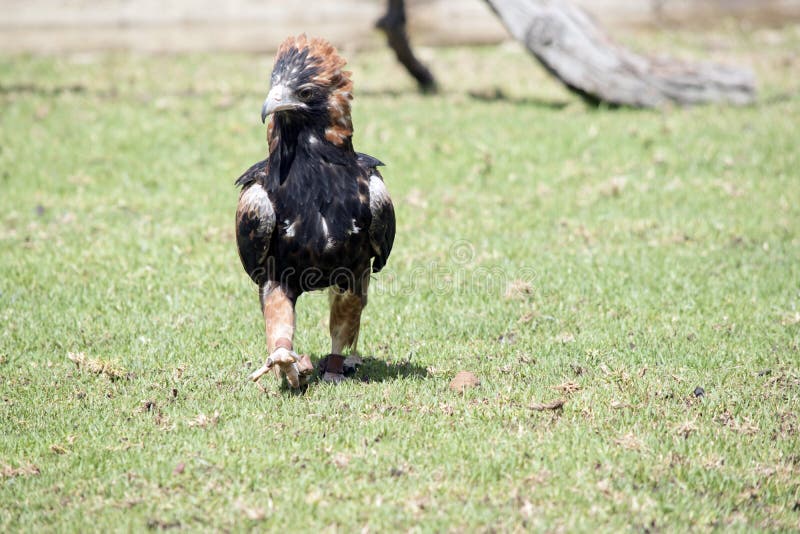 The Black Breated Buzzard is Walking on the Grass Stock Photo - Image ...