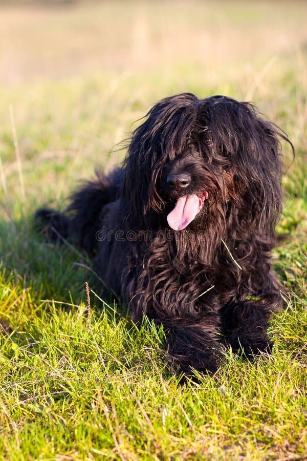 Black Briard stock image. Image of herding, black, dogs - 21103723