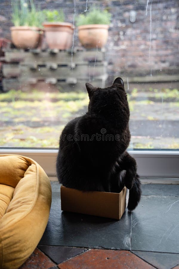 Black British Shorthair Cat Sitting in the Small Box Stock Photo ...