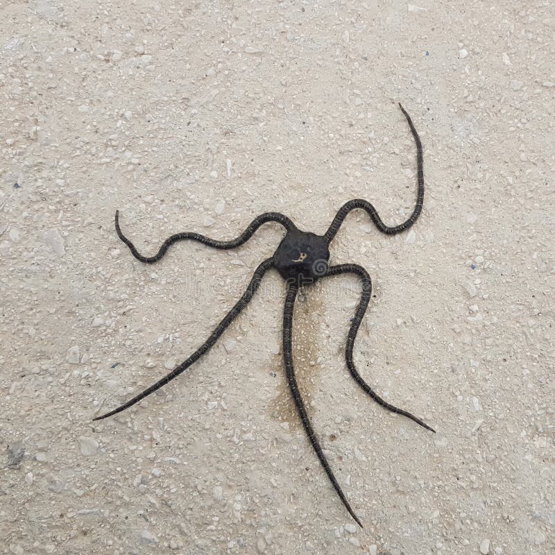 Black Brittle Star with Four Legs. Stock Photo - Image of ampullae ...