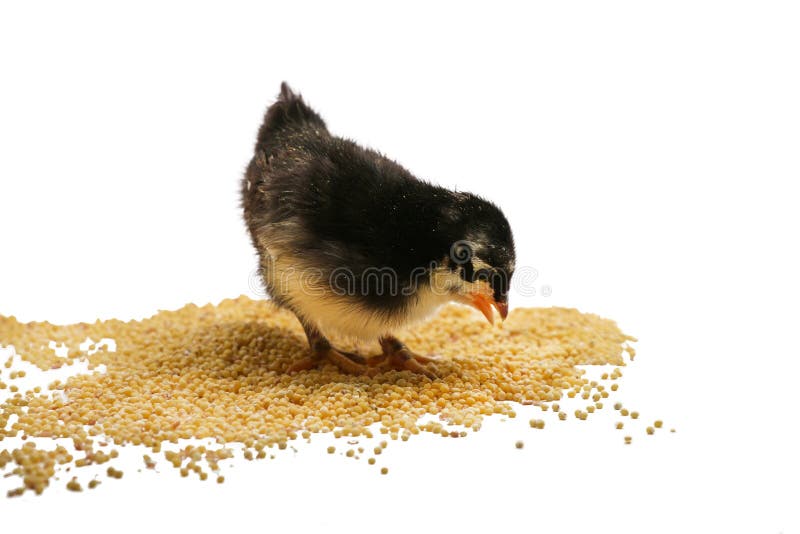 Small Chicken Broilers Eats Grain Isolated on White. Stock Photo ...
