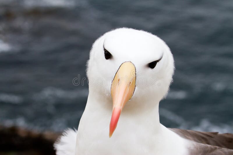 Cute Baby of Black-browed Albatross, Thalassarche Melanophris, Sitting ...