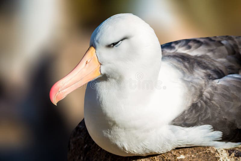 Black-browed Albatross stock photo. Image of flight - 240496024