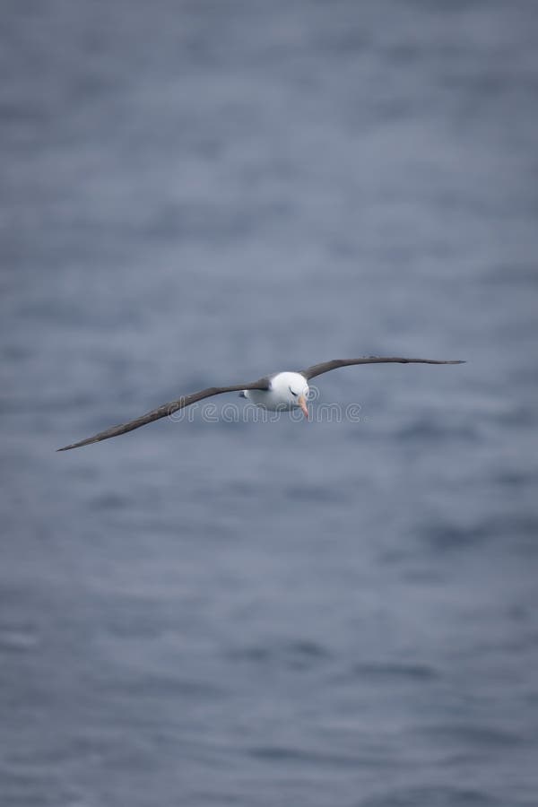 Black-browed Albatross Soars Over Calm Blue Ocean Stock Image - Image ...
