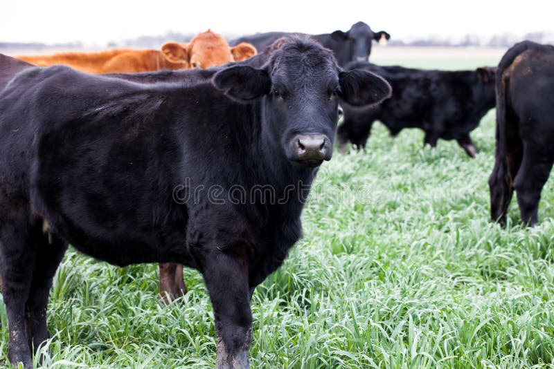 Black Angus and Flowers stock image. Image of angus, maryland - 11089831