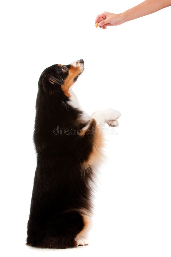 Black and Brown Australian Shepard Stock Photo - Image of looking ...