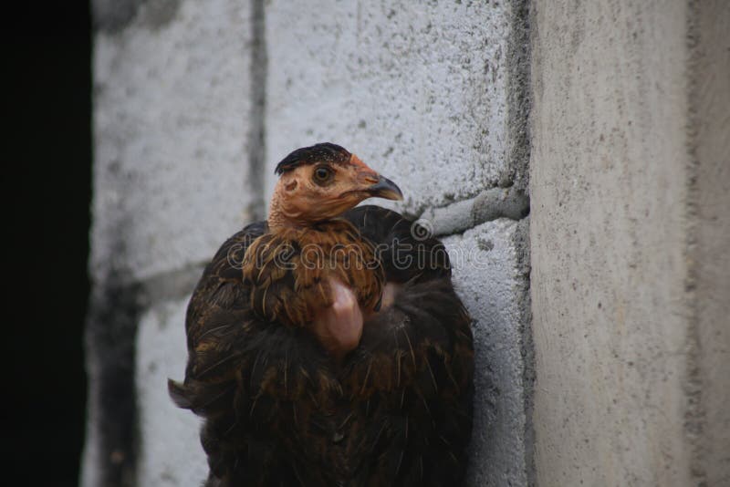 Colored chicken editorial stock photo. Image of farm - 45606893