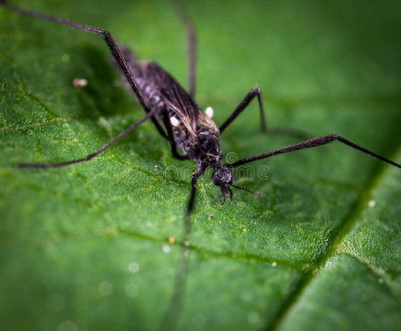 Black And Brown Crawling Insect On Green Leaf Stock Image - Image of ...