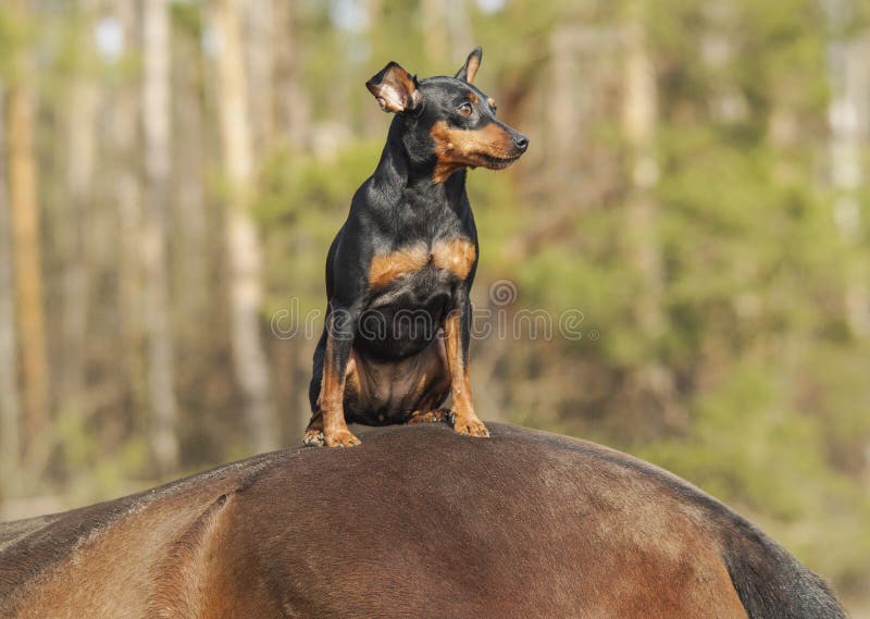 Black Brown Dog Sitting on the Back of a Red Horse Stock Photo - Image ...